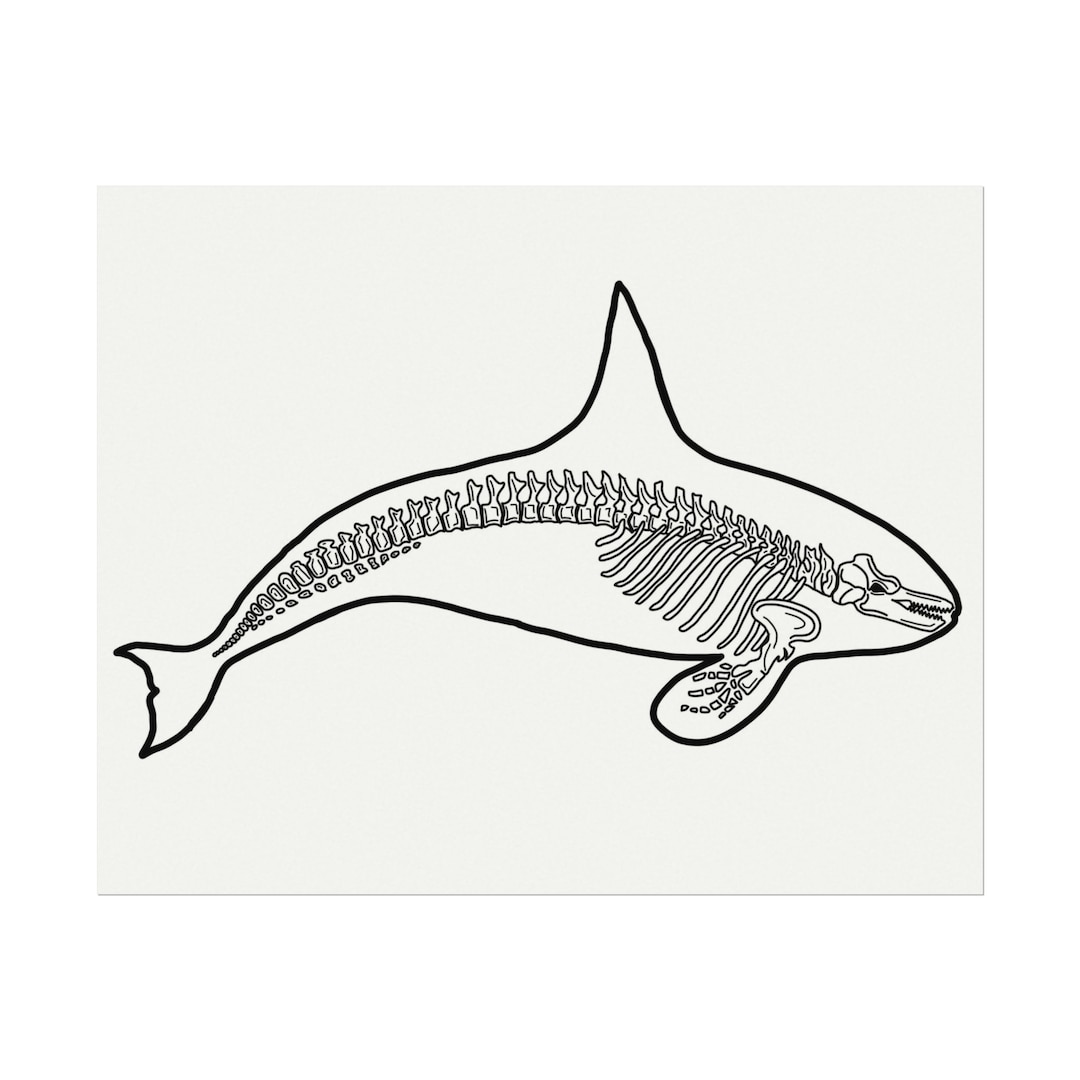 Orca Skeleton Fine-art Print Art Artwork Decor Wall Art Unframed Poster ...