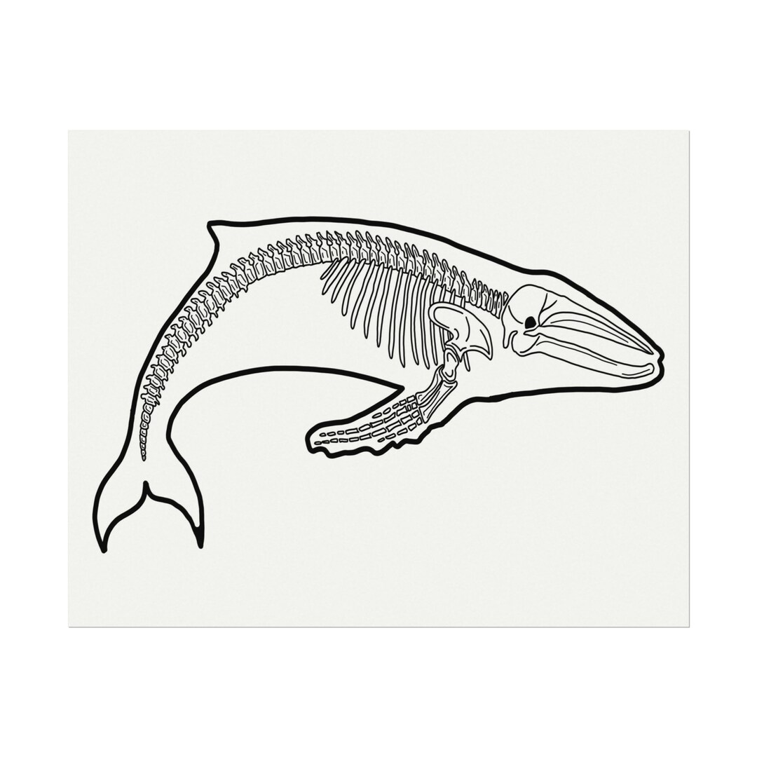 Humpback Skeleton Fine-art Print Art Artwork Decor Wall Art Unframed ...