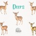 Deer Watercolor Clipart, Cute Nursery Decor, Wall Art,baby Shower PNG ...