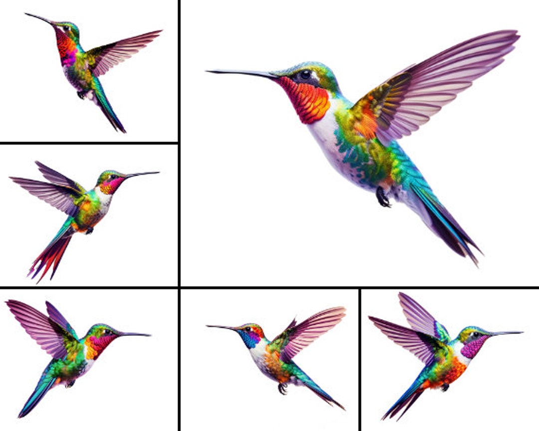 24 Hummingbirds Clipart Hummingbirds Png Files White Background ...