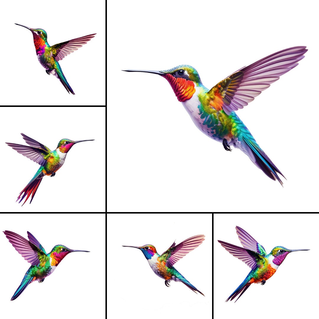 24 Hummingbirds Clipart Hummingbirds Png Files White Background ...