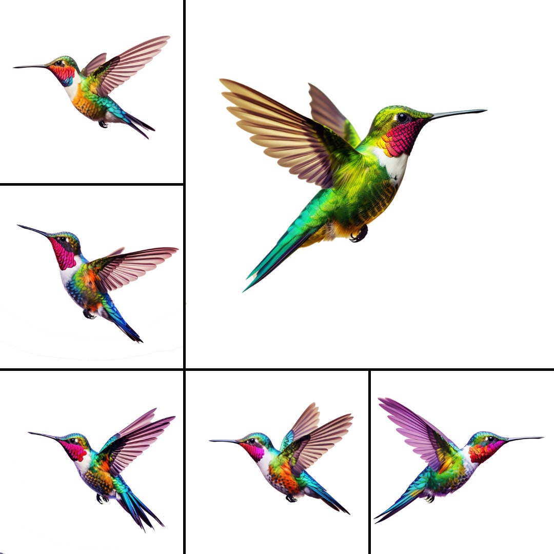 24 Hummingbirds Clipart Hummingbirds Png Files White Background ...