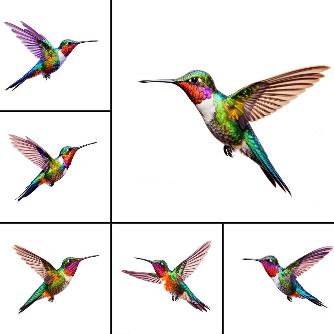 24 Hummingbirds Clipart Hummingbirds Png Files White Background ...