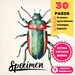 SPECIMEN Frame + ENTOMOLOGY Specimen, Bug Specimen, Mashroom Specimen ...
