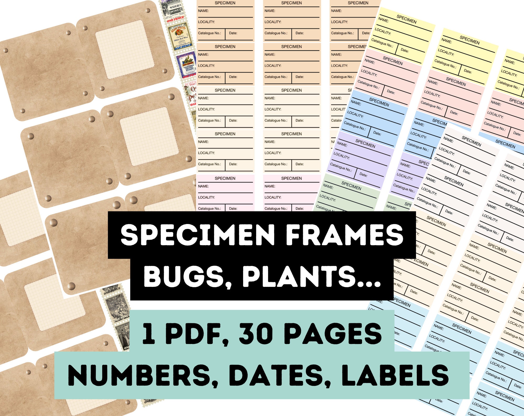 Specimen Frame Entomology Specimen Bug Specimen Mashroom - Etsy