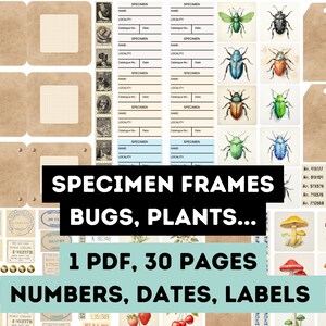 SPECIMEN Frame + ENTOMOLOGY Specimen, Bug Specimen, Mashroom Specimen ...