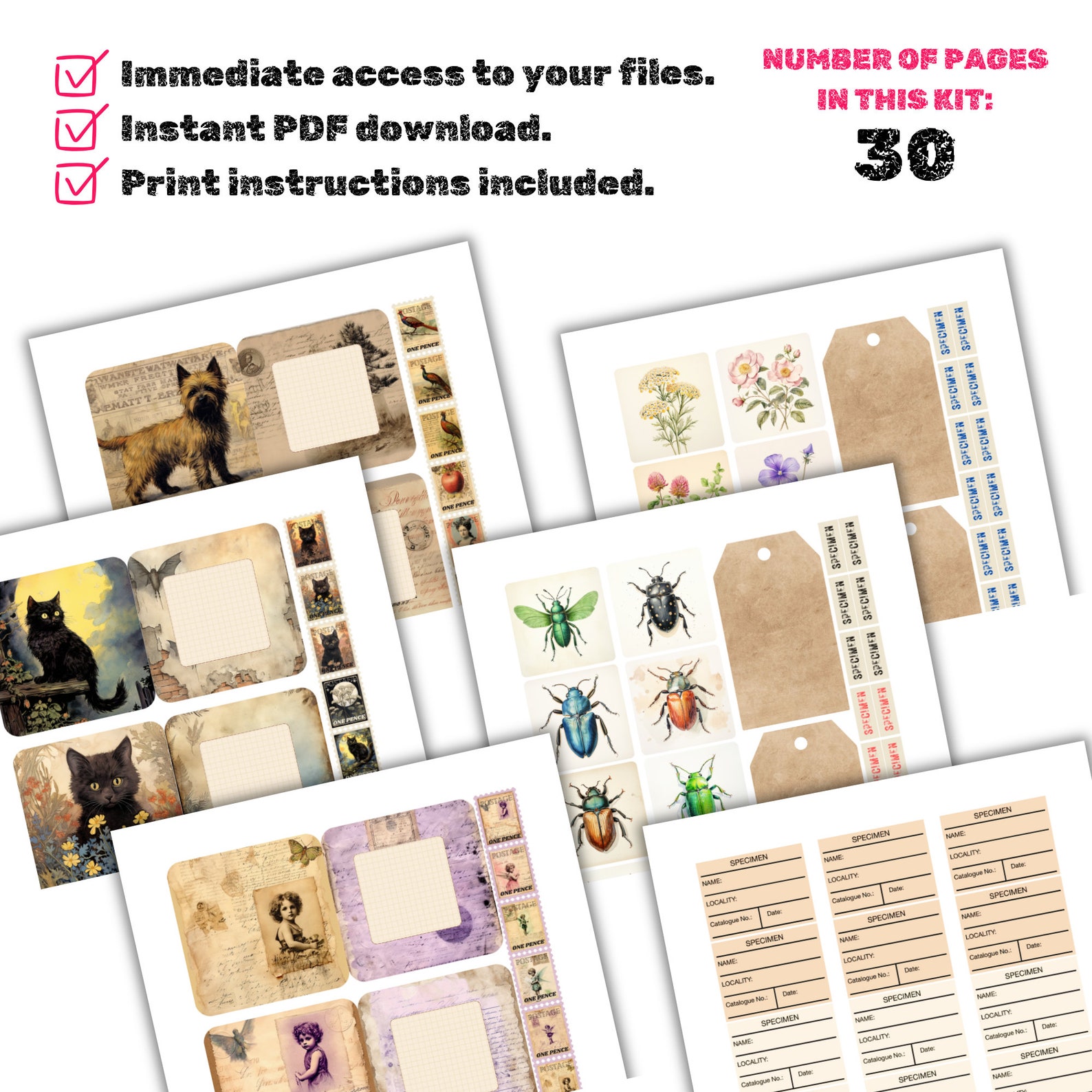 SPECIMEN Frame + ENTOMOLOGY Specimen, Bug Specimen, Mashroom Specimen ...