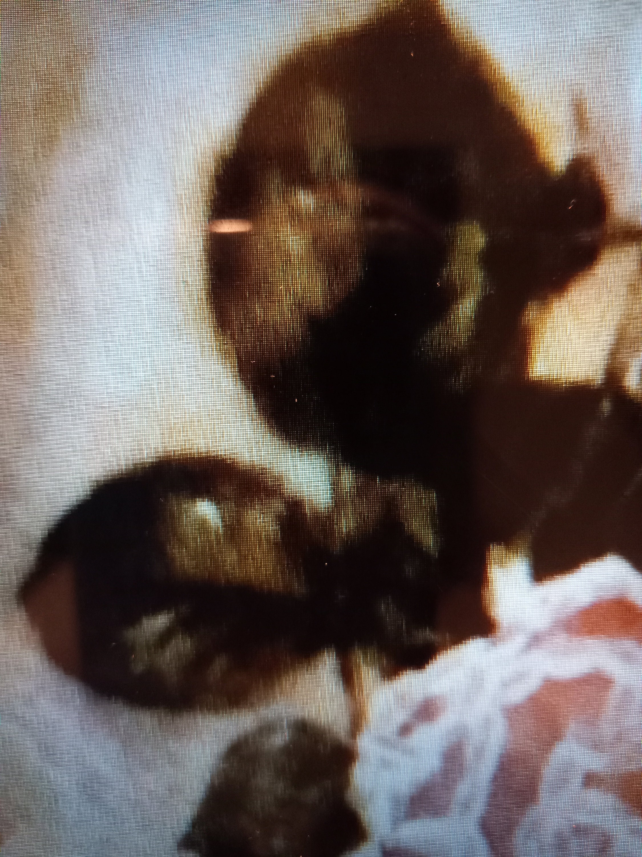 Antique Rose 001. Digital Printable. Hand Painted Oil. Botanical ...