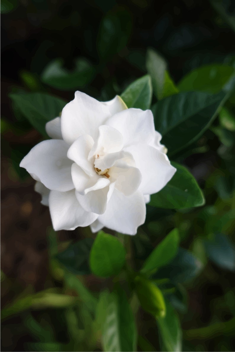 Gardenia 0015. Digital Printable. Art Illustration. Home Decoration ...