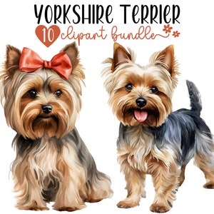 Yorkshire Terrier Clipart Bundle, Watercolor Yorkshire PNG Images for ...