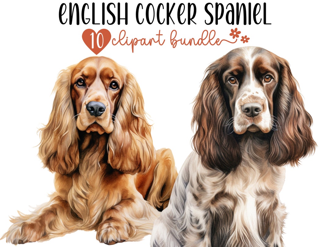 English Cocker Spaniel Clipart Bundle 10 High-quality PNG Files Digital ...