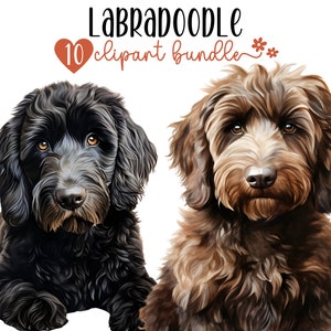 Labradoodle Clipart Bundle 10 High-quality PNG Files Digital Planner ...