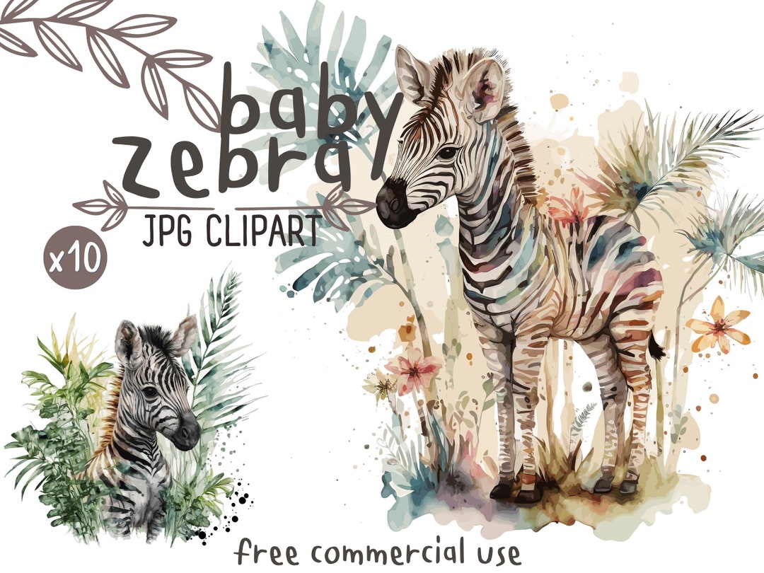 Watercolor Baby Zebra Clipart Bundle 10 High Quality JPG Digital ...