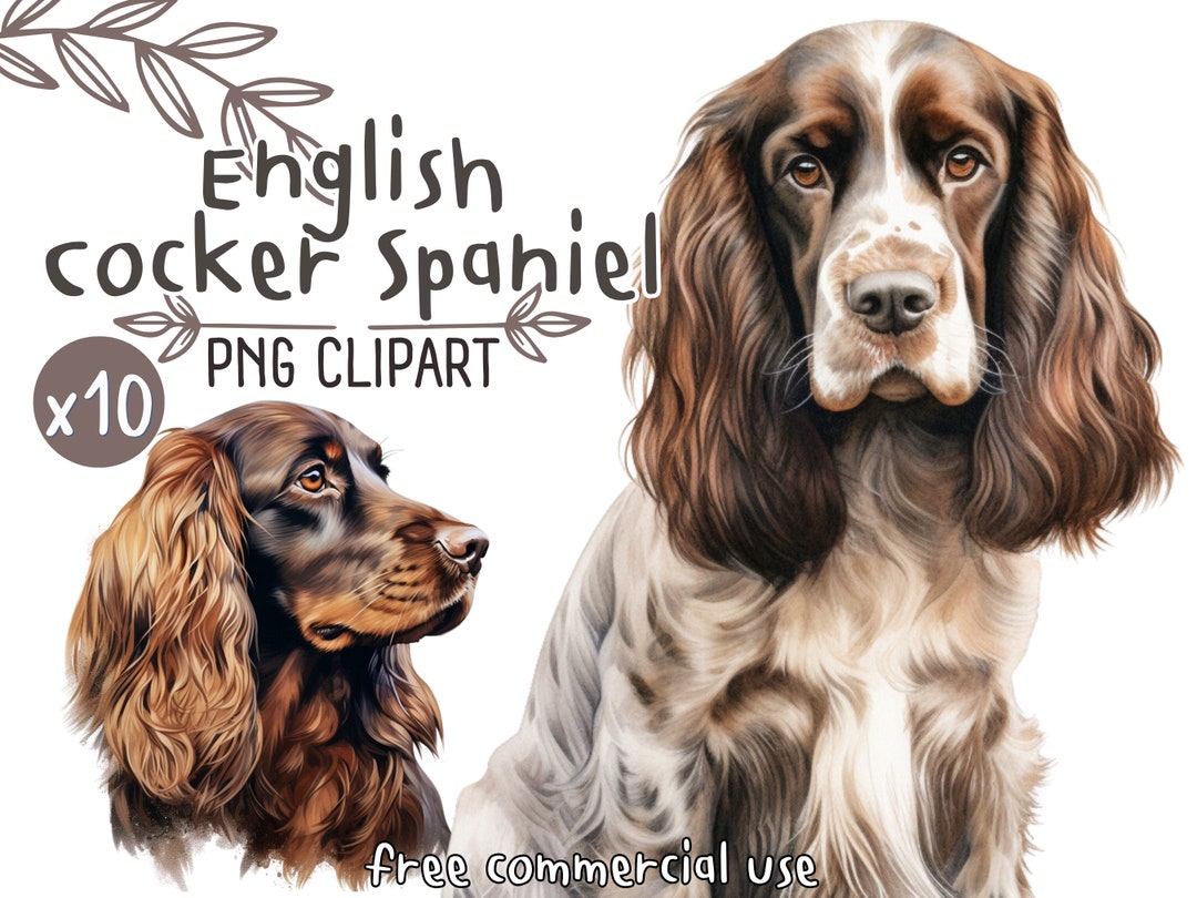 English Cocker Spaniel Clipart Bundle 10 High-quality PNG - Etsy