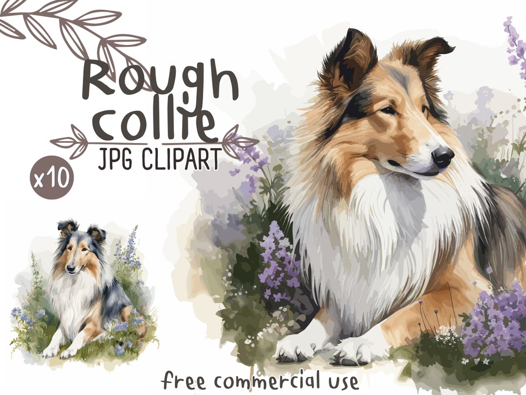 Watercolor Rough Collie Clipart Bundle 10 High Quality JPG - Etsy