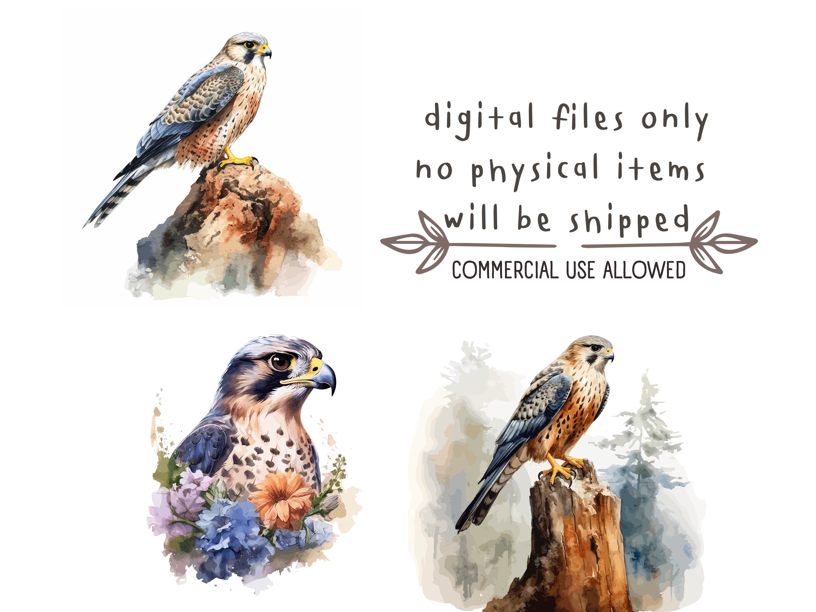 Watercolor Falcon Clipart Bundle 10 High Quality JPG - Etsy