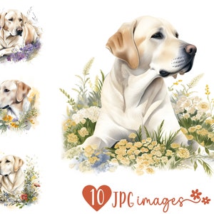Yellow Labrador Clipart Bundle, Watercolor Labrador Retriever JPG ...