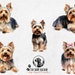 Yorkshire Terrier Clipart Bundle, Watercolor Yorkshire PNG Images for ...