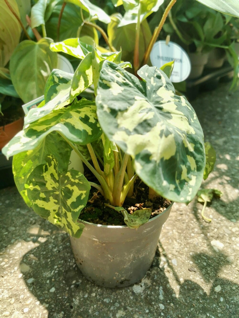 Caladium Praetermissum 'hilo Beauty' RARE PLANT - Etsy