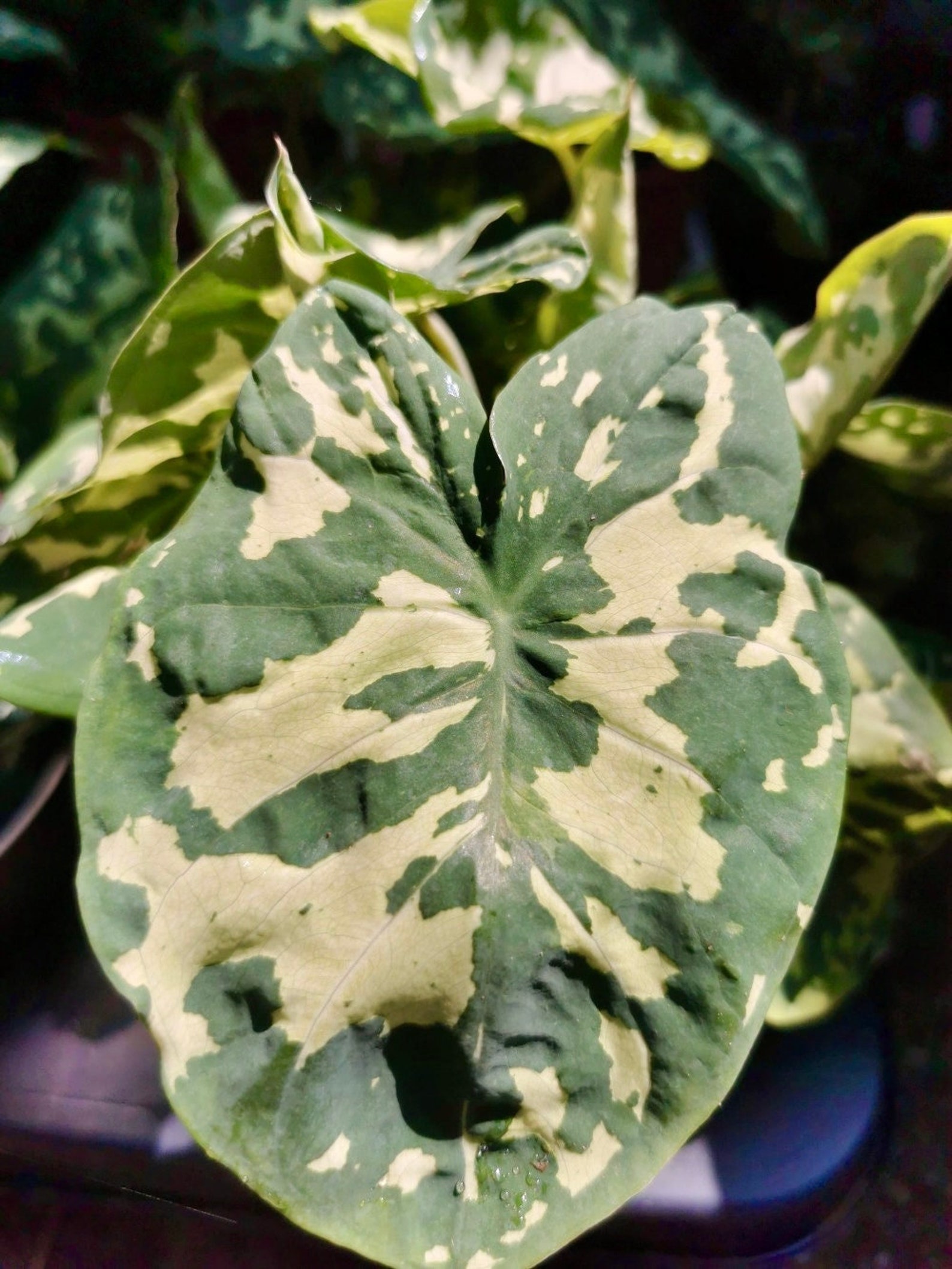 Caladium Praetermissum 'hilo Beauty' RARE PLANT - Etsy