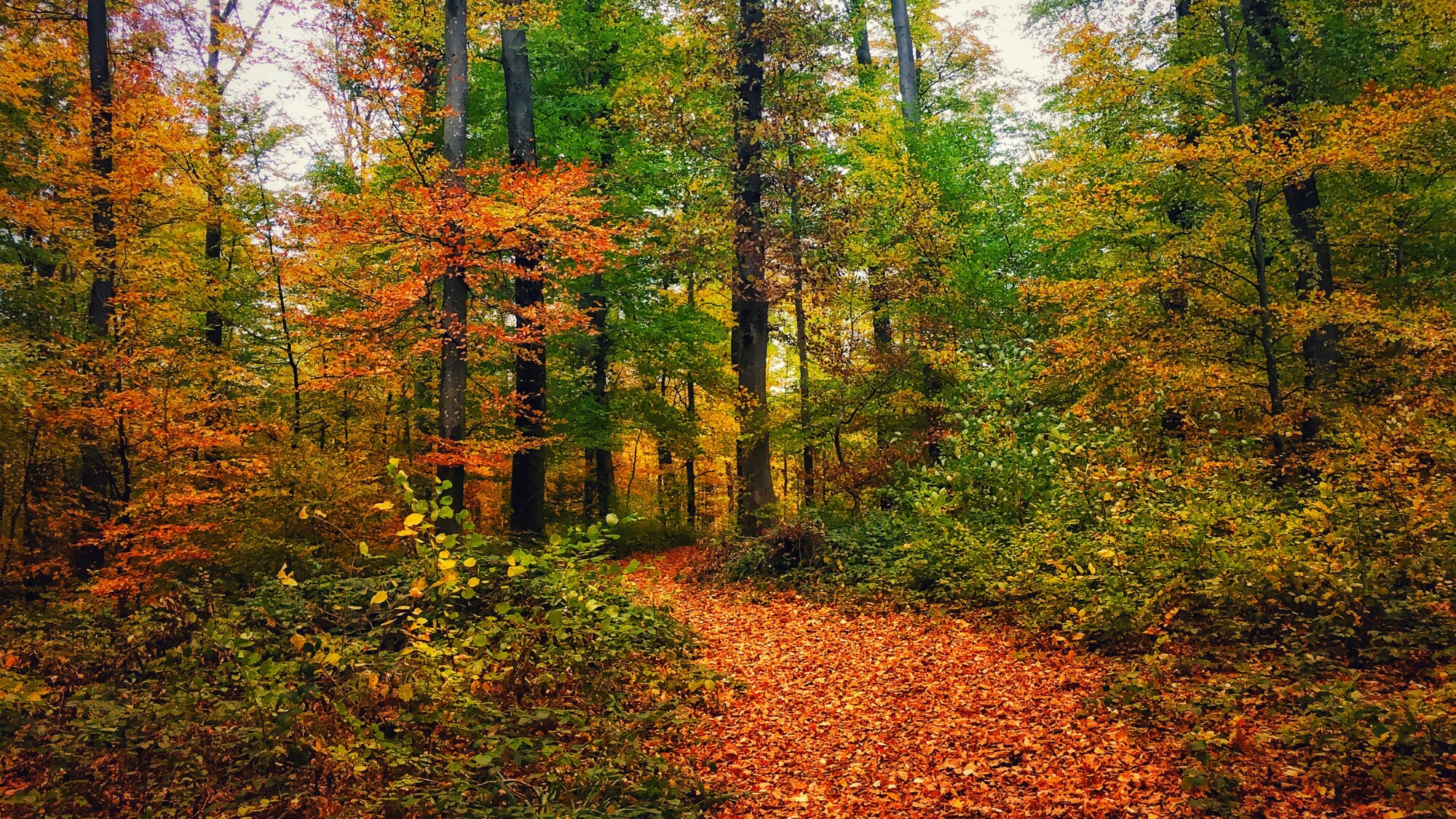 Forest Backgrounds Zoom Virtual Backgrounds Backdrop Office Background ...