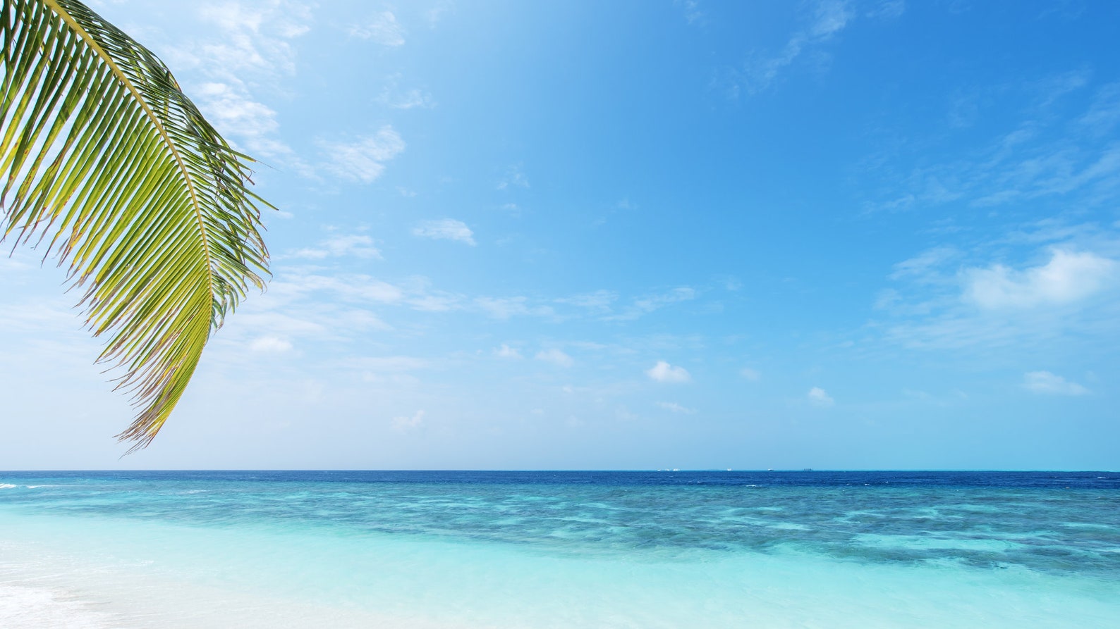 Palm Trees and Beach Zoom Virtual Backgrounds Backdrop Office ...