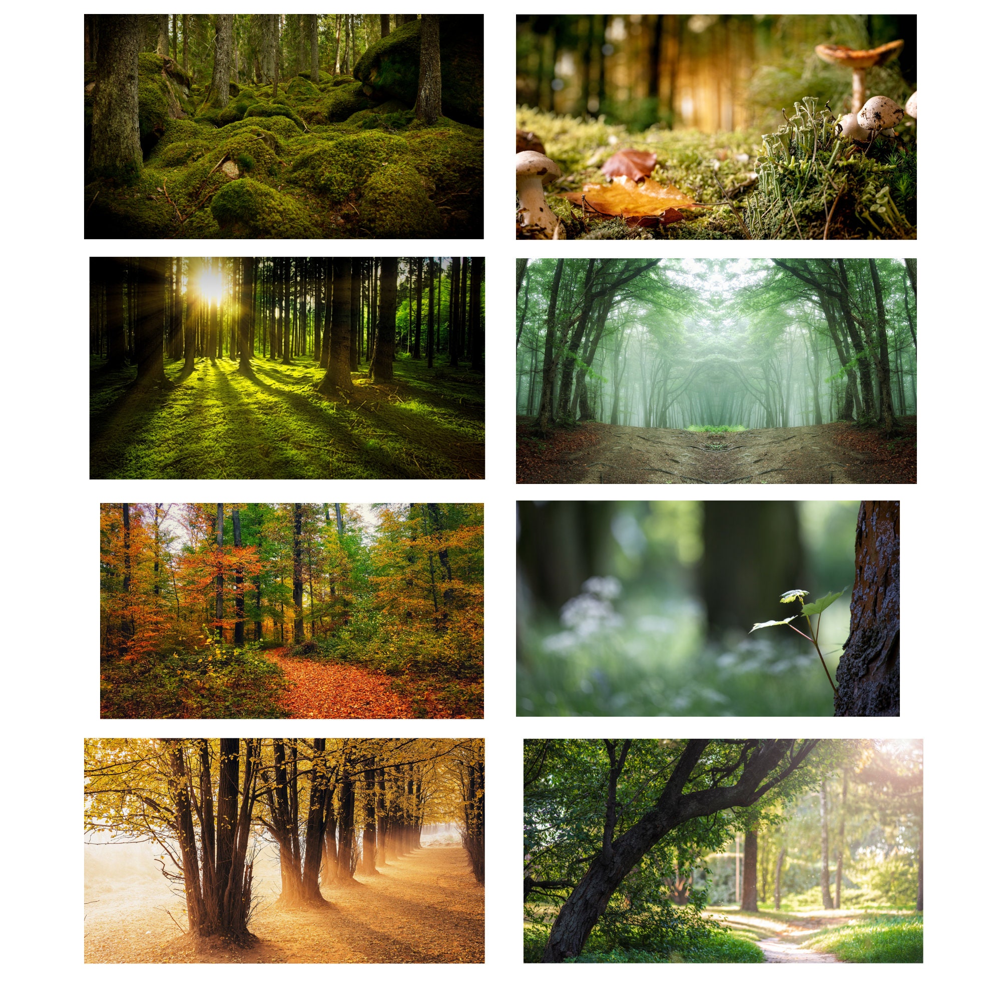 Forest Backgrounds Zoom Virtual Backgrounds Backdrop Office Background ...