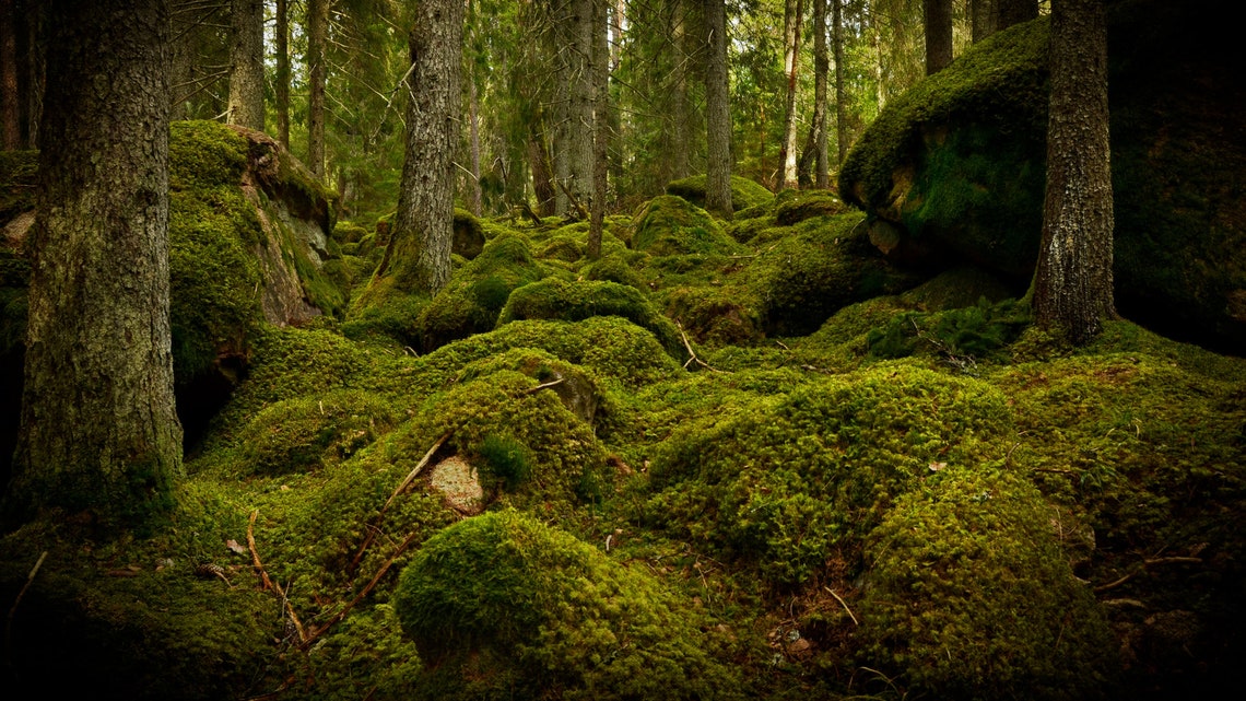 Forest Backgrounds Zoom Virtual Backgrounds Backdrop Office Background ...