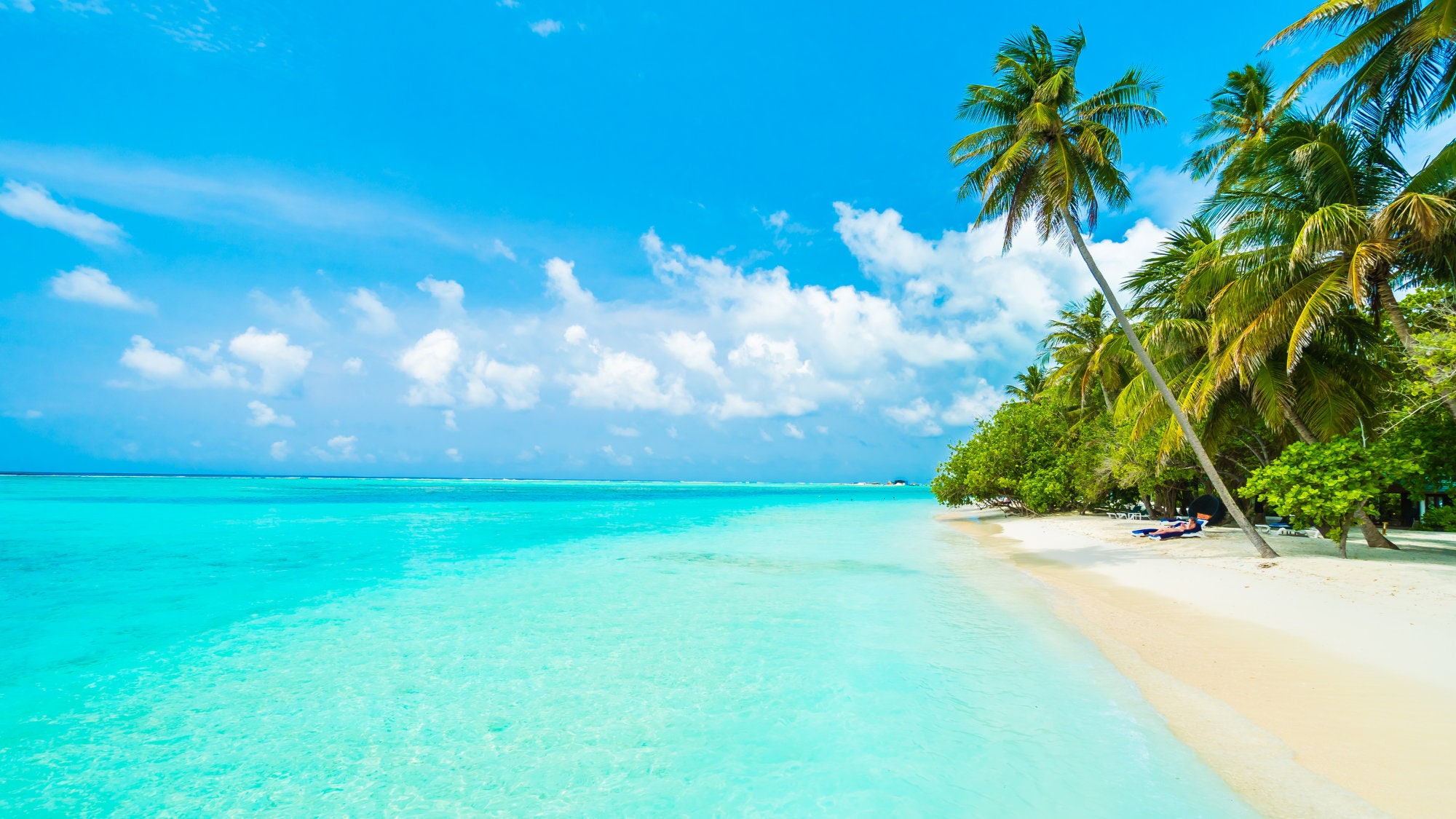 Palm Trees and Beach Zoom Virtual Backgrounds Backdrop Office ...