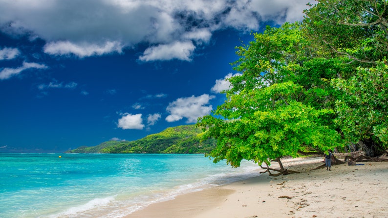 Palm Trees and Beach Zoom Virtual Backgrounds Backdrop - Etsy