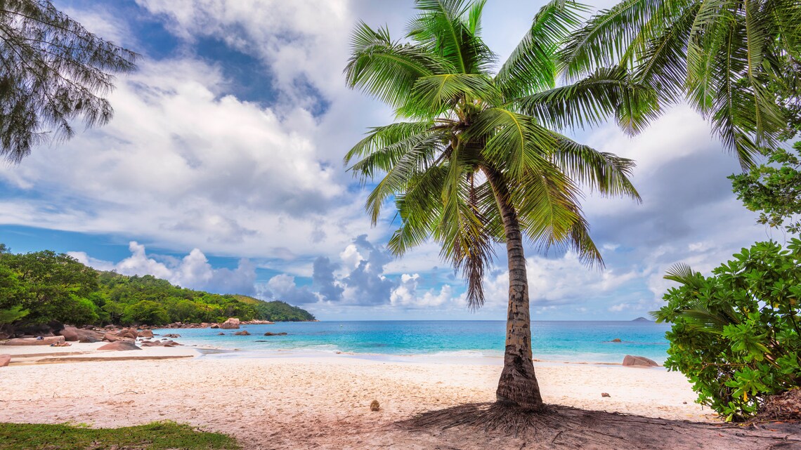 Palm Trees and Beach Zoom Virtual Backgrounds Backdrop Office ...
