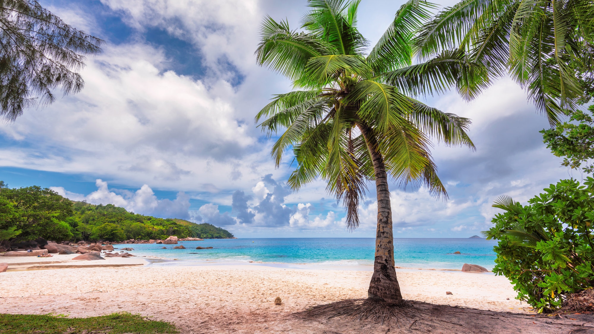 Palm Trees and Beach Zoom Virtual Backgrounds Backdrop Office ...