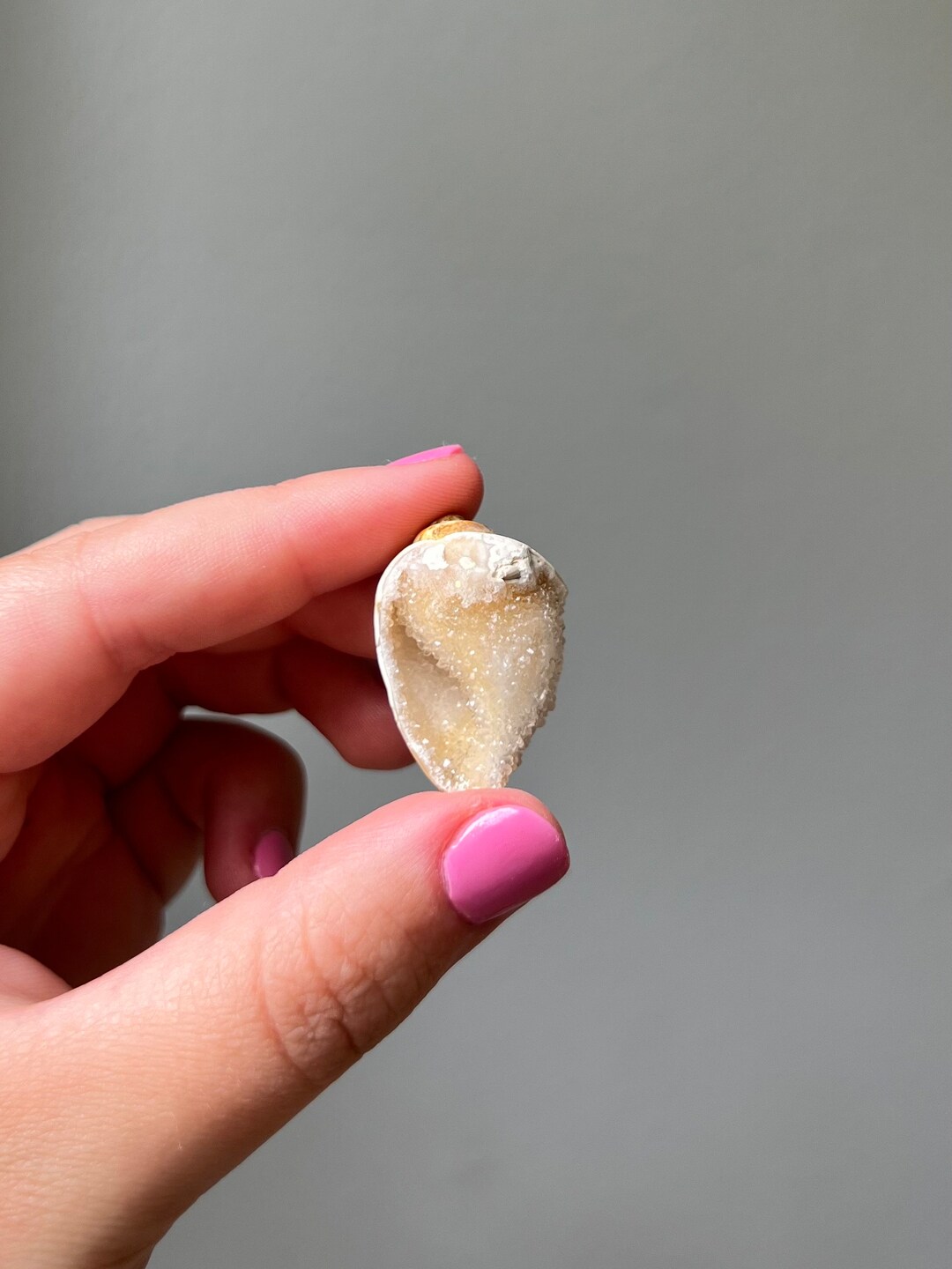 Rare and Unique Fossilized Spiralite Quartz Shells - Etsy