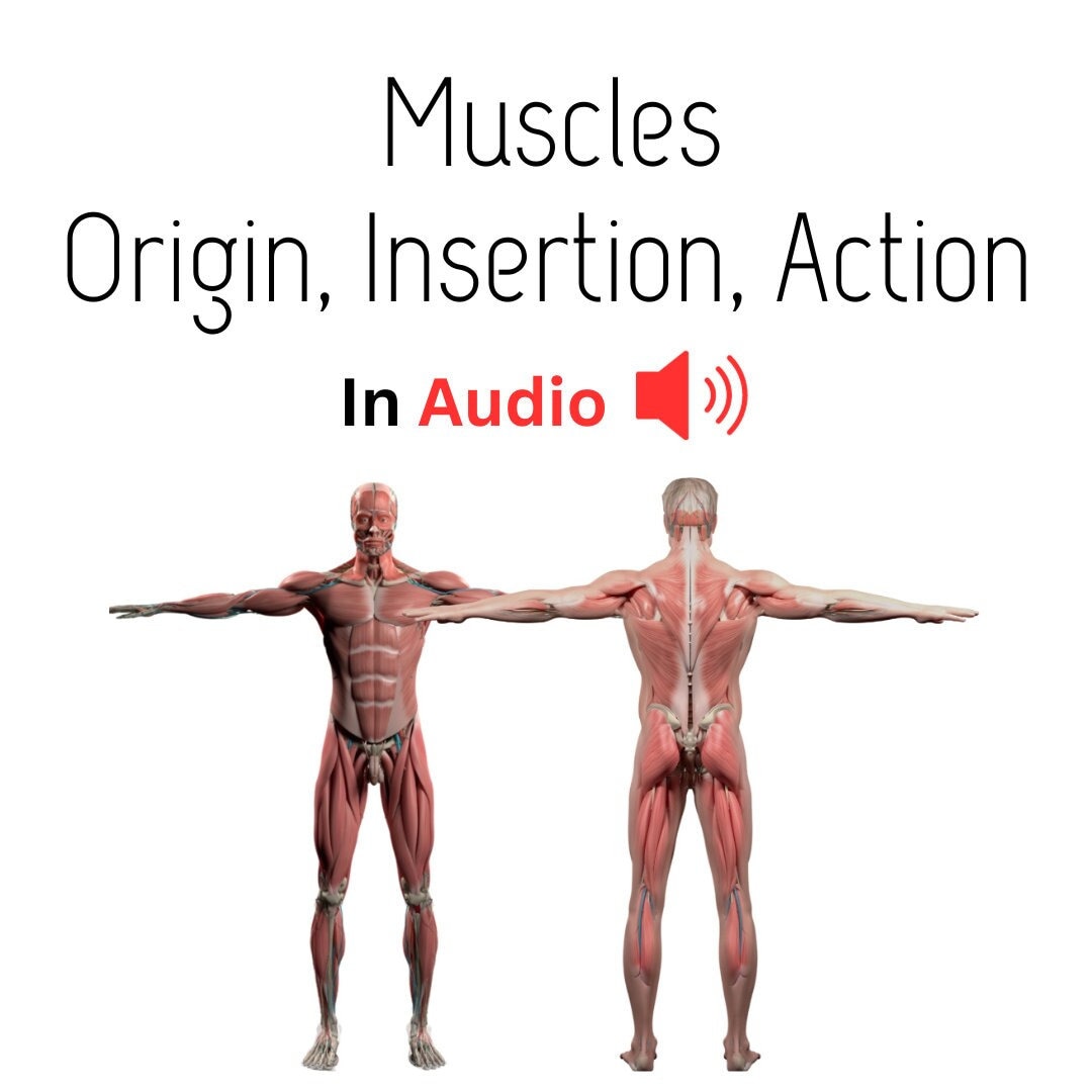 Easy to Learn Your Muscles Action, Origin and Insertion in Audio ...