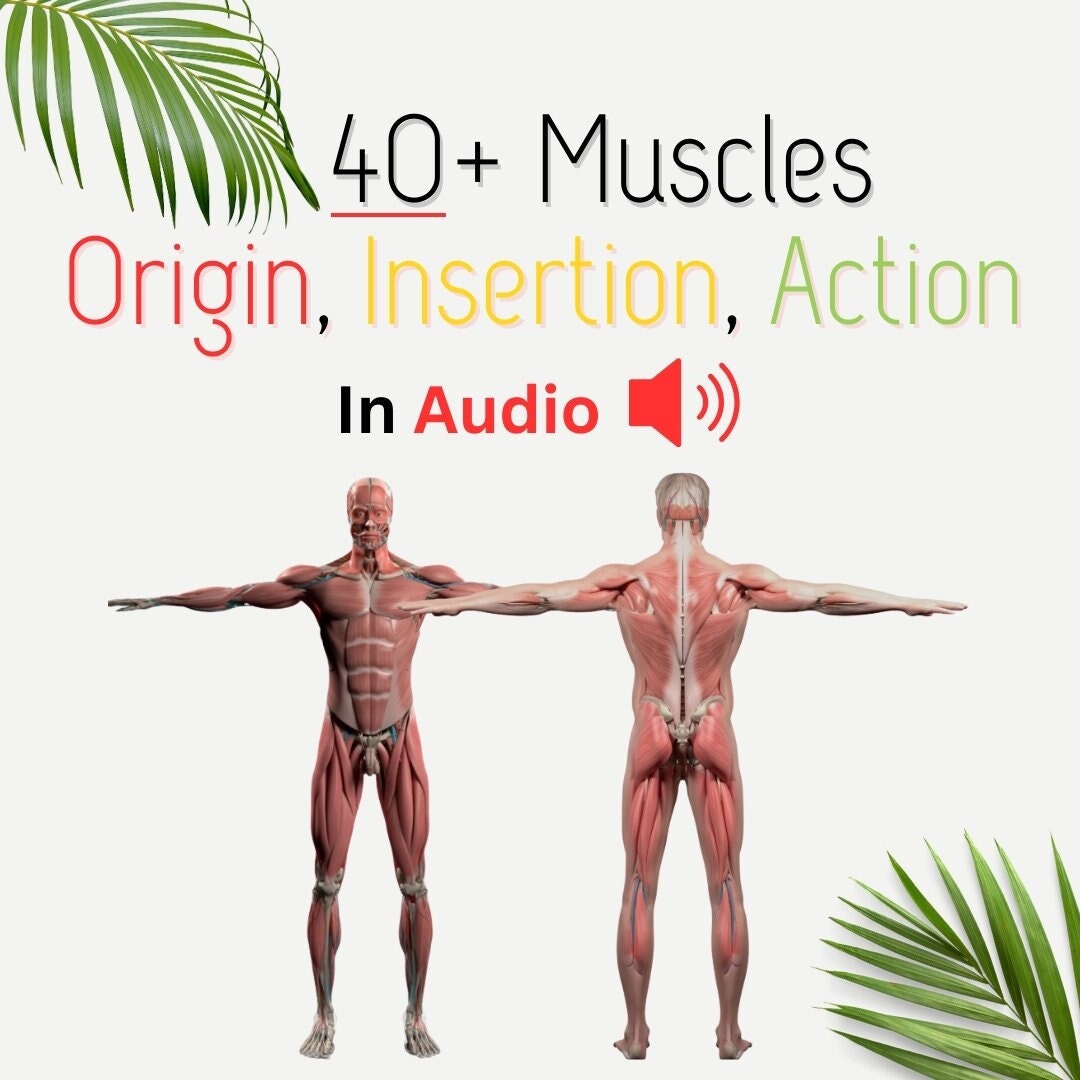 Easy to Learn Your Muscles Action, Origin and Insertion in Audio ...