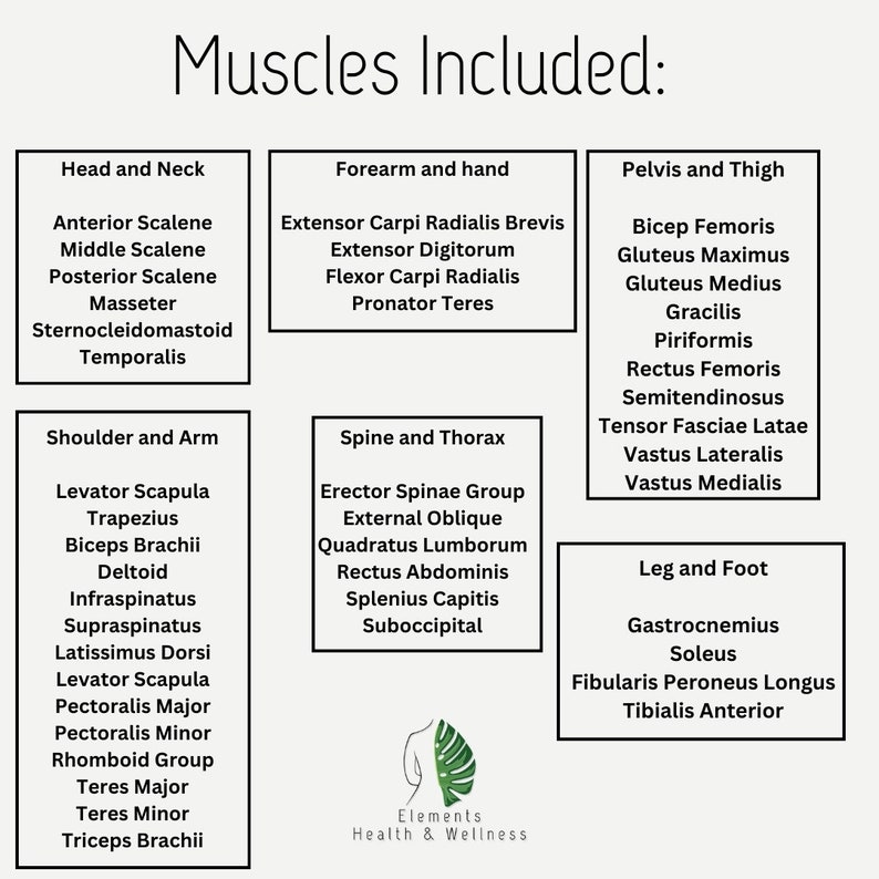 Easy to Learn Your Muscles Action, Origin and Insertion in Audio ...