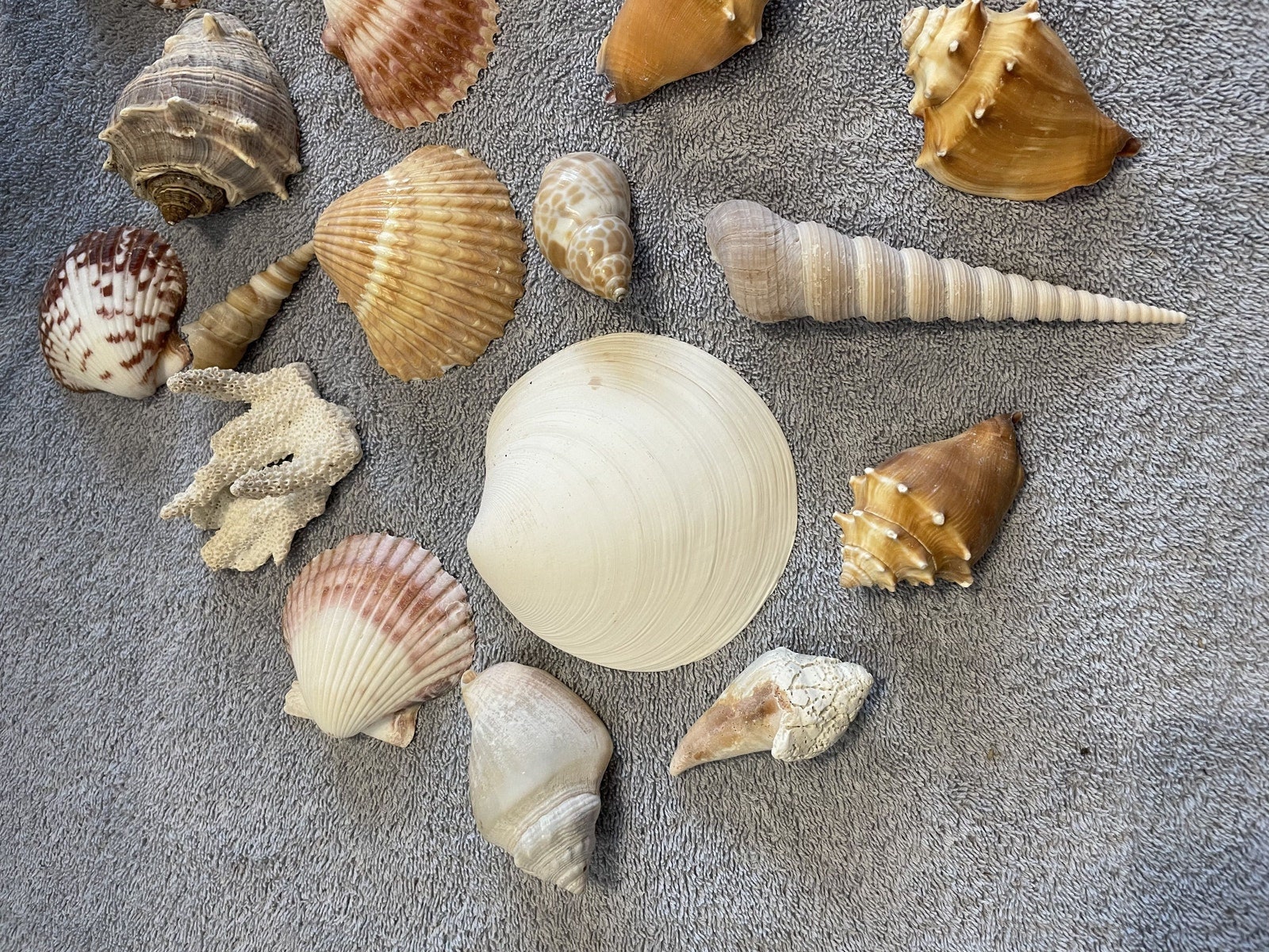 Lot of Mixed Size and Shapes Sea Shells - Etsy
