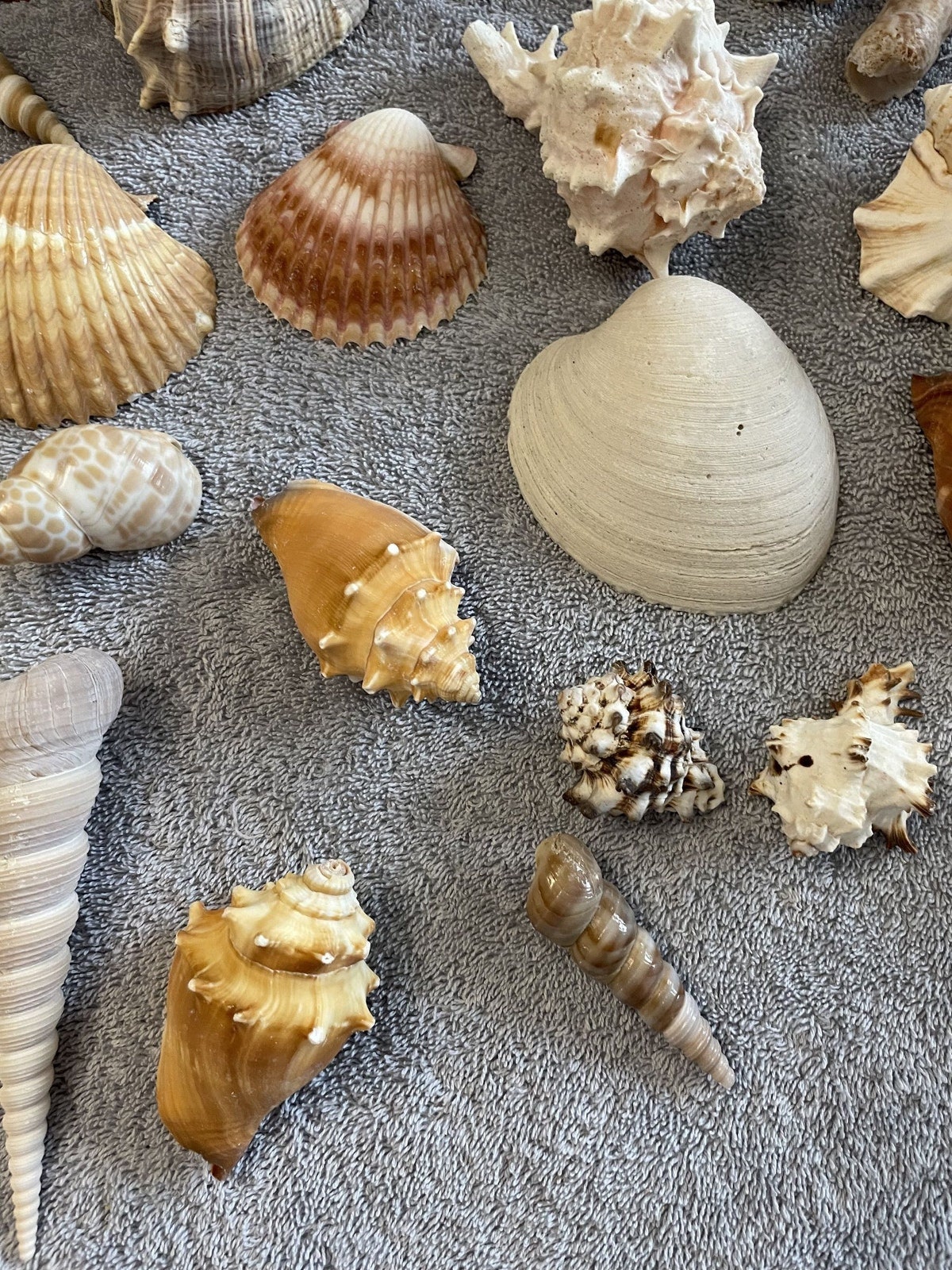 Lot of Mixed Size and Shapes Sea Shells - Etsy