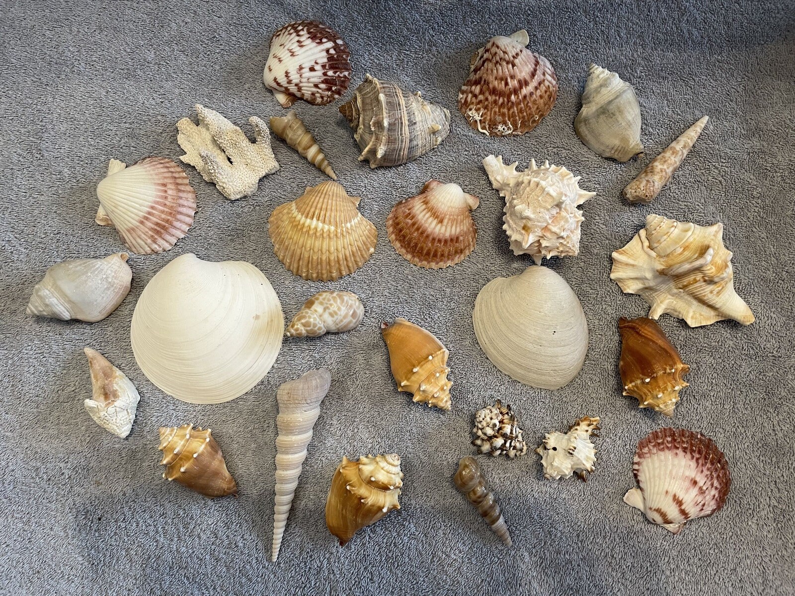 Lot of Mixed Size and Shapes Sea Shells - Etsy