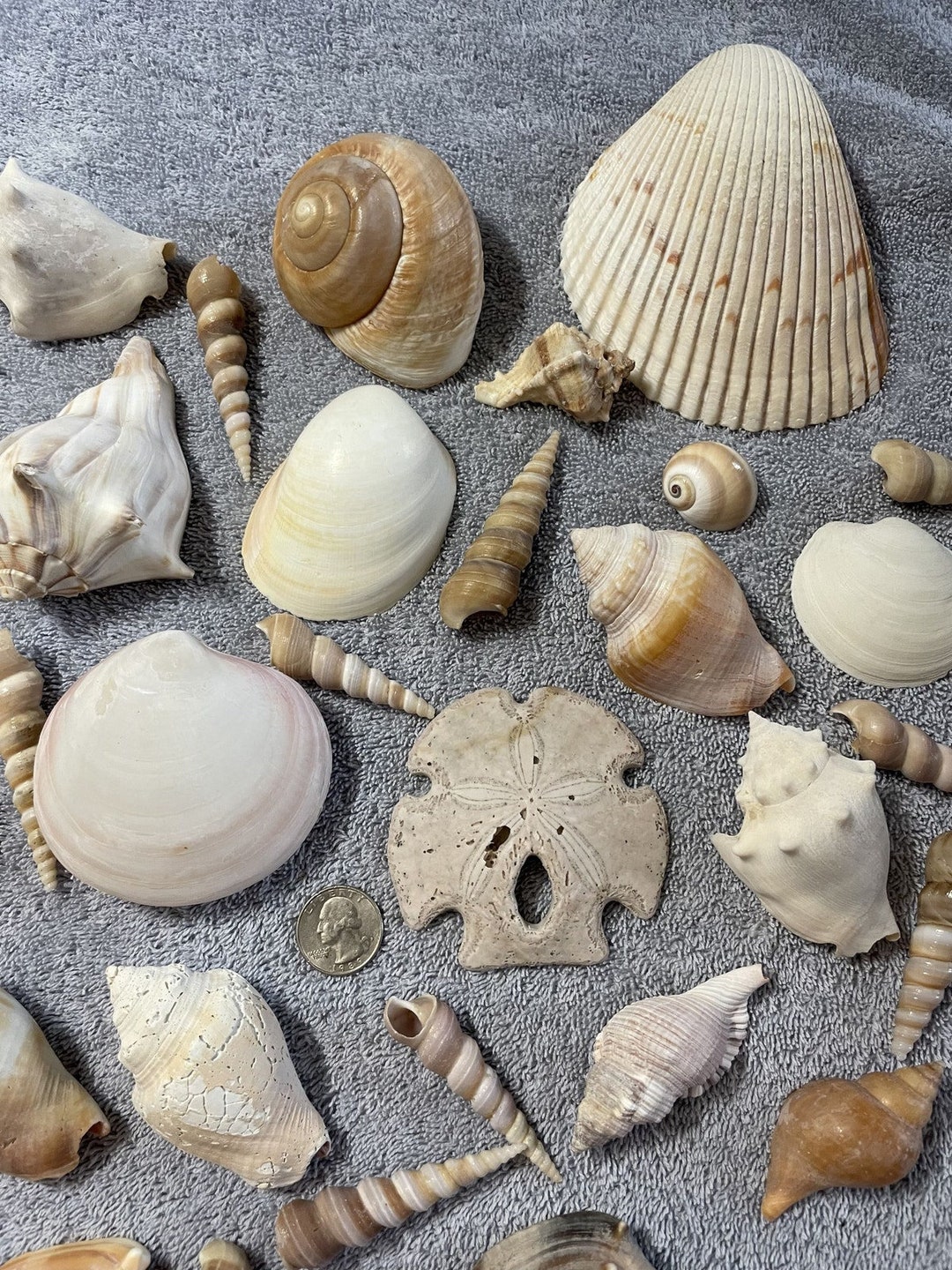 Lot of Mixed Sizes and Shapes of Sea Shells - Etsy