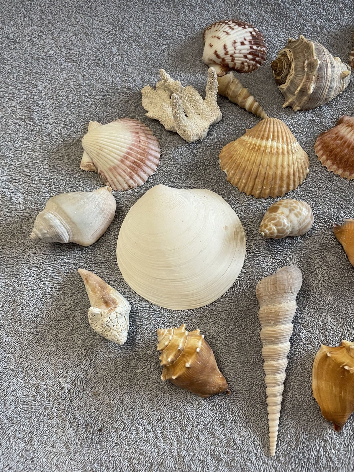 Lot of Mixed Size and Shapes Sea Shells - Etsy