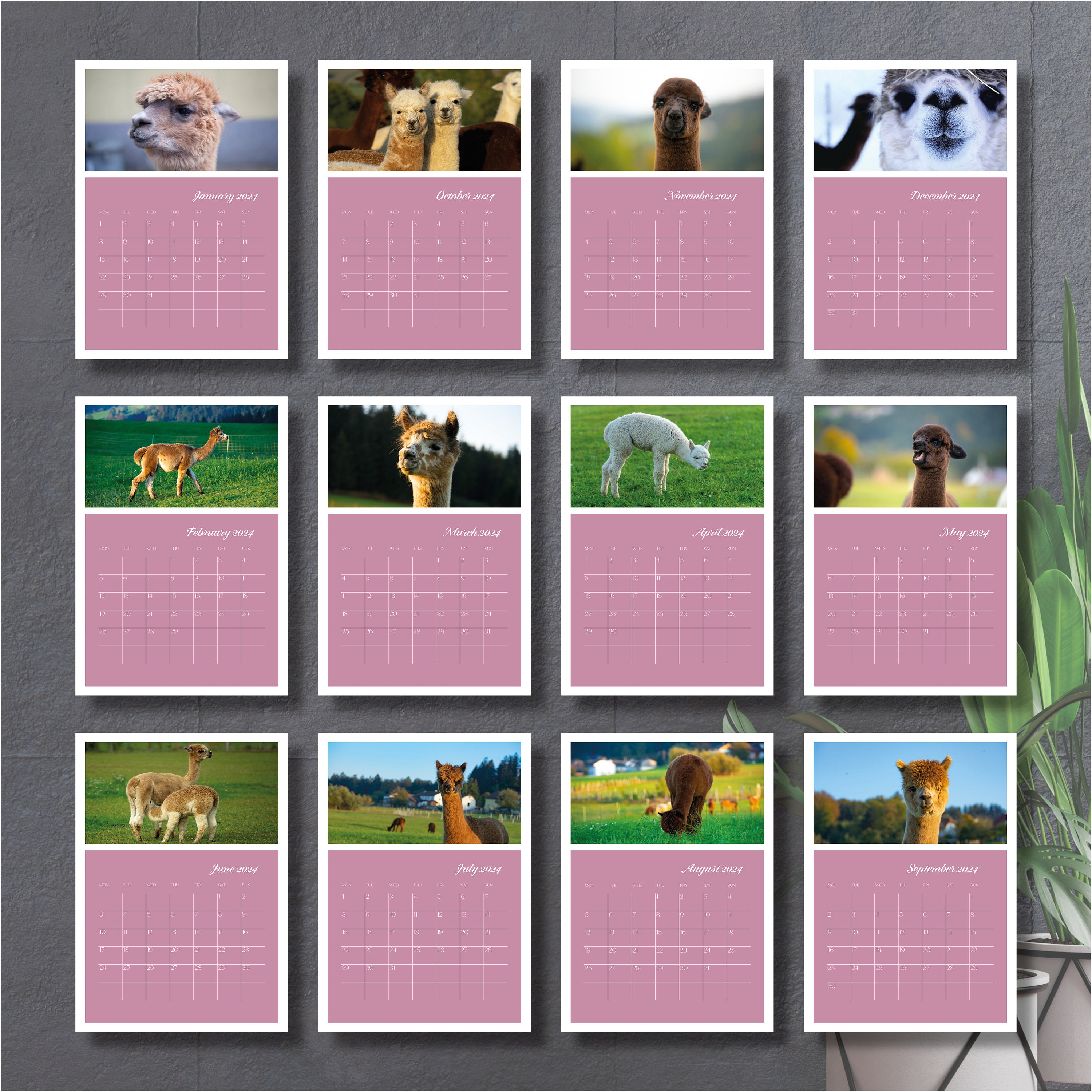 Alpaca Calendar, 2024, Printable, Editable, Bundle, Digital Download ...