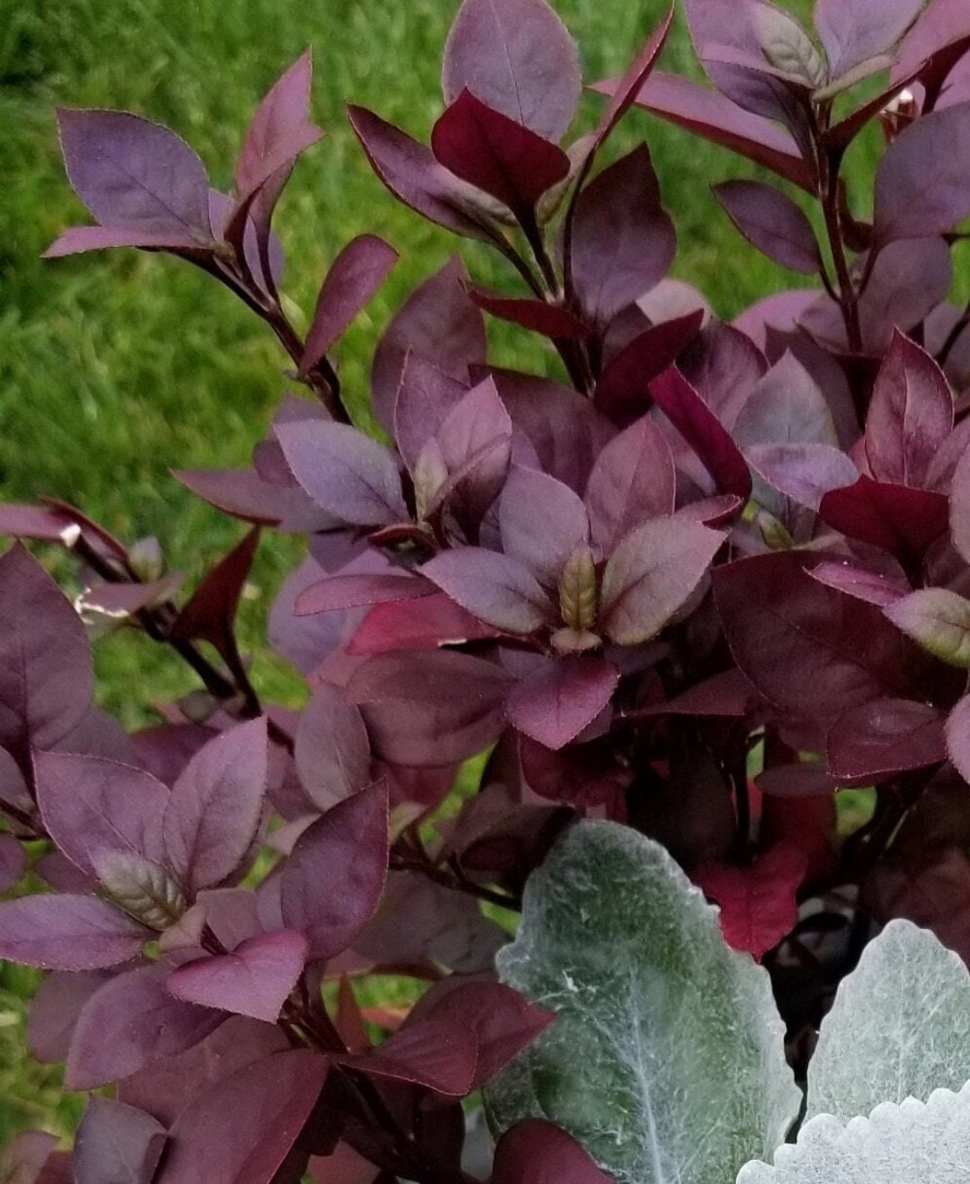 Biblical Purple Prince | St. Joseph's Coat | Alternanthera | Read the ...
