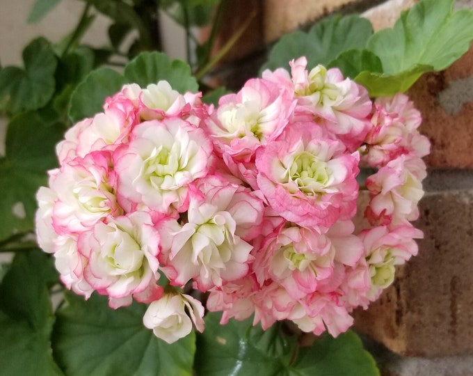 Appleblossom Rosebud Zonal Geranium LIVE Starting Plant | **read the ...