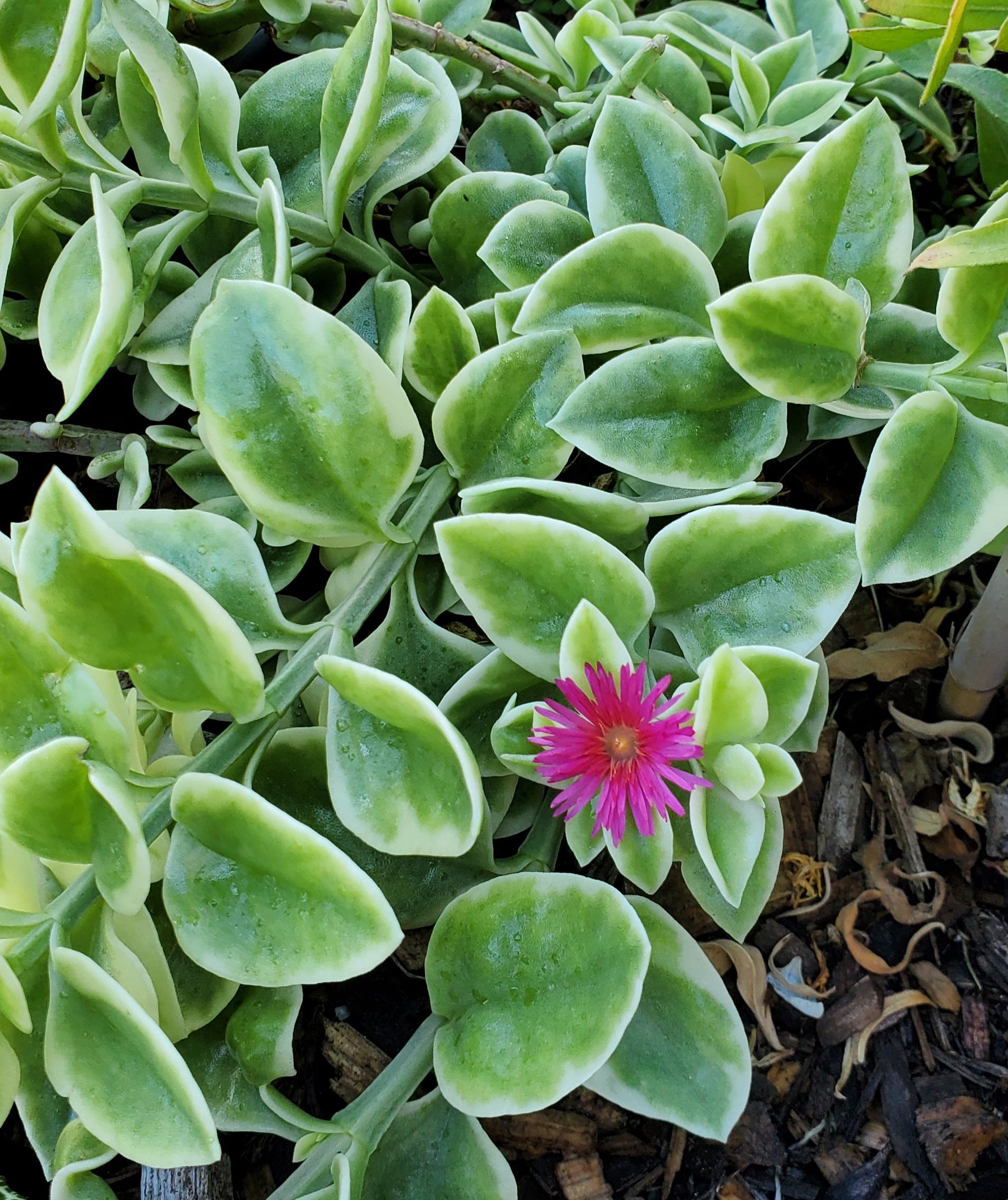 Aptenia Cordifolia 'variegata' /heartleaf Ice Plant, Baby Sunrose - Etsy