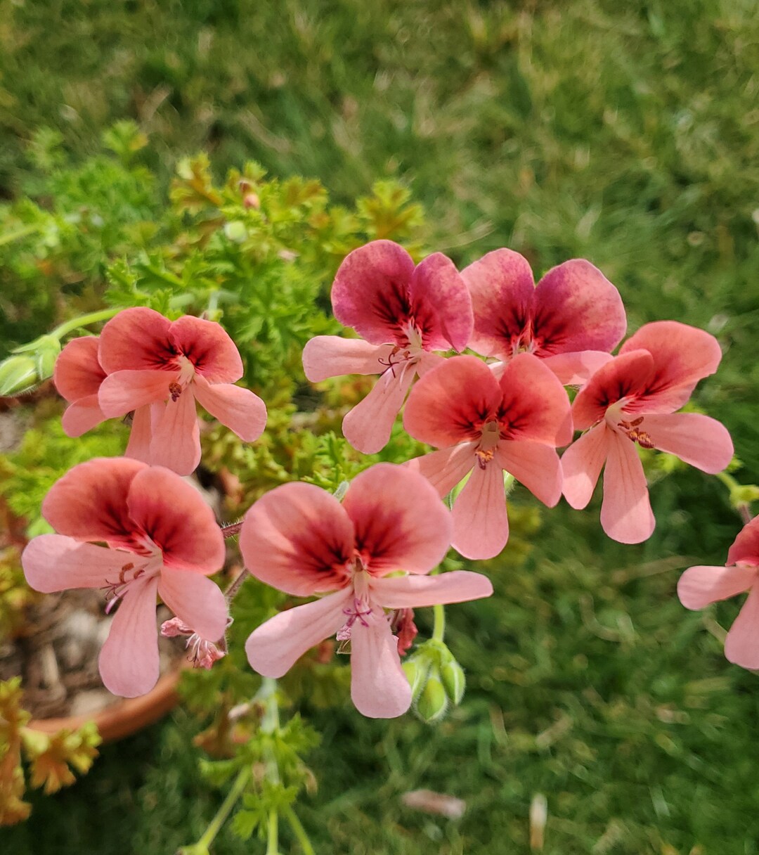 Pelagonium Angel Eyes Orange Geranium Live Plant - Etsy