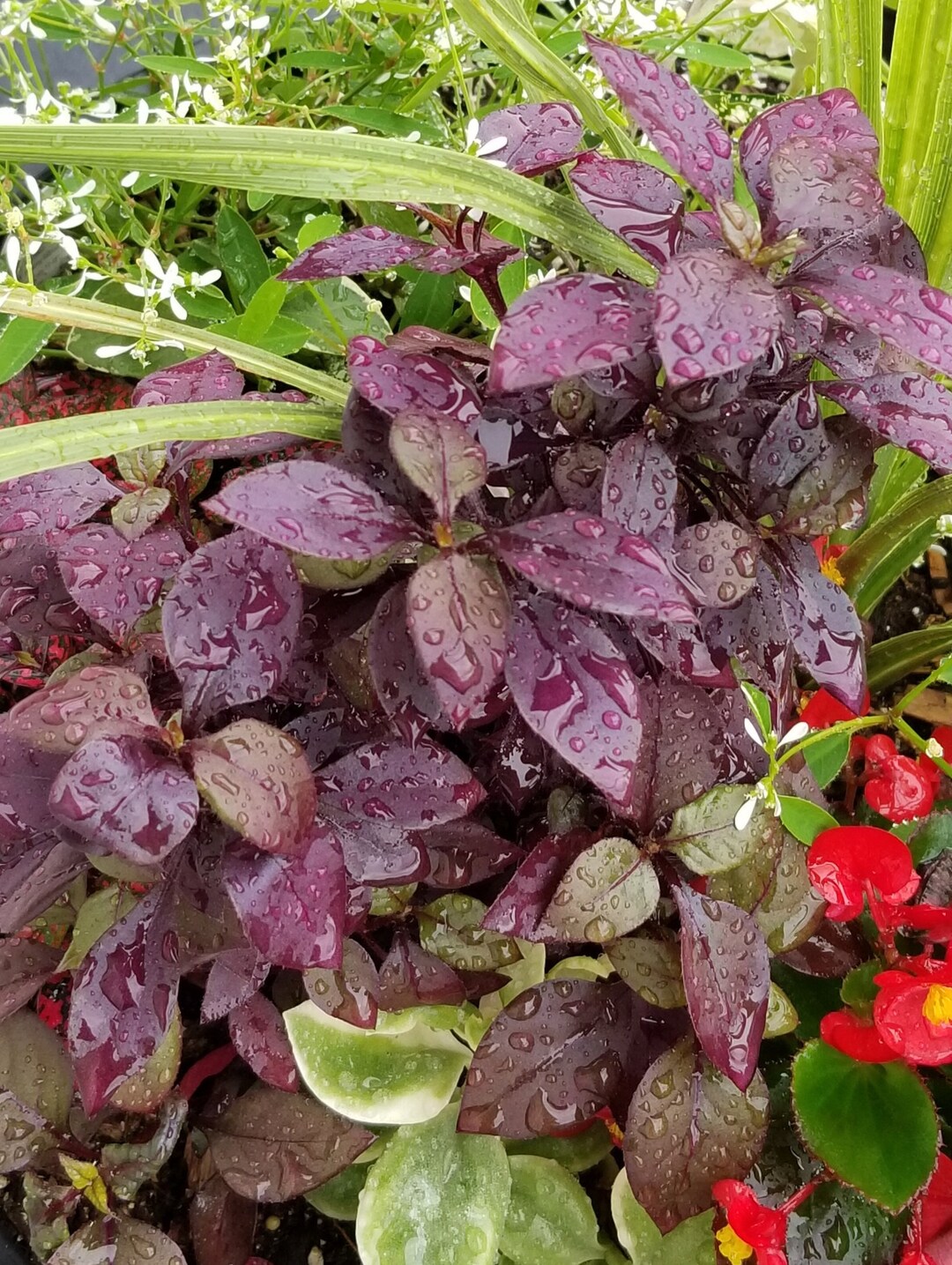 Biblical Purple Prince | St. Joseph's Coat | Alternanthera | Read the ...