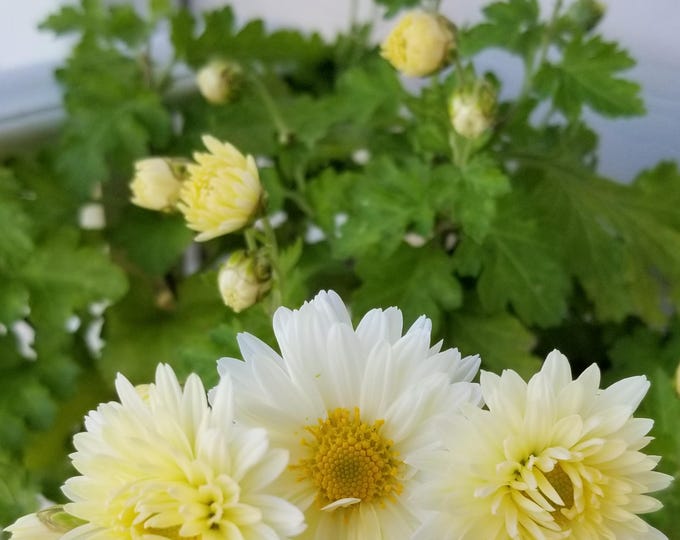 Chrysanthemum Morifolium | 'bo Ju Hua' Plant for Chinese Tea - Etsy