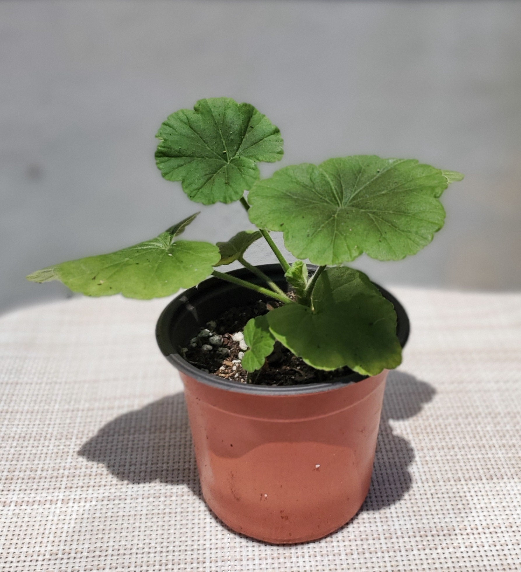 Geranium Bullseye Light Pink Starting Plant |(no Shipping to CA,OR,WA ...