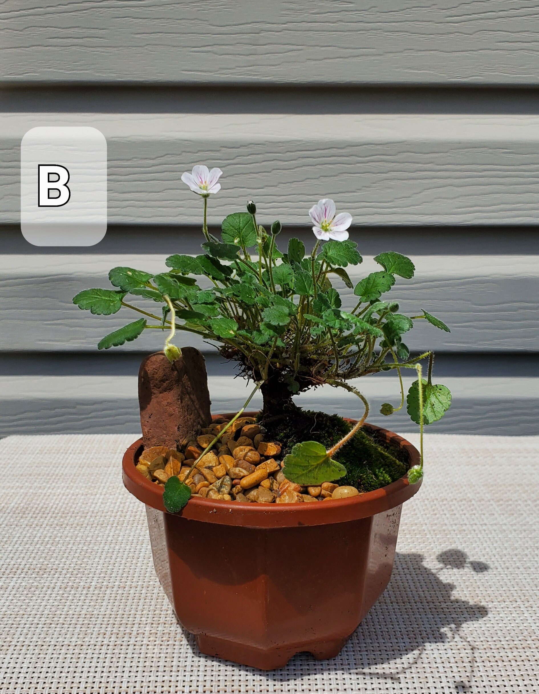Erodium Reichardii ‘alba’ | Bonsai Starting Plant - Etsy